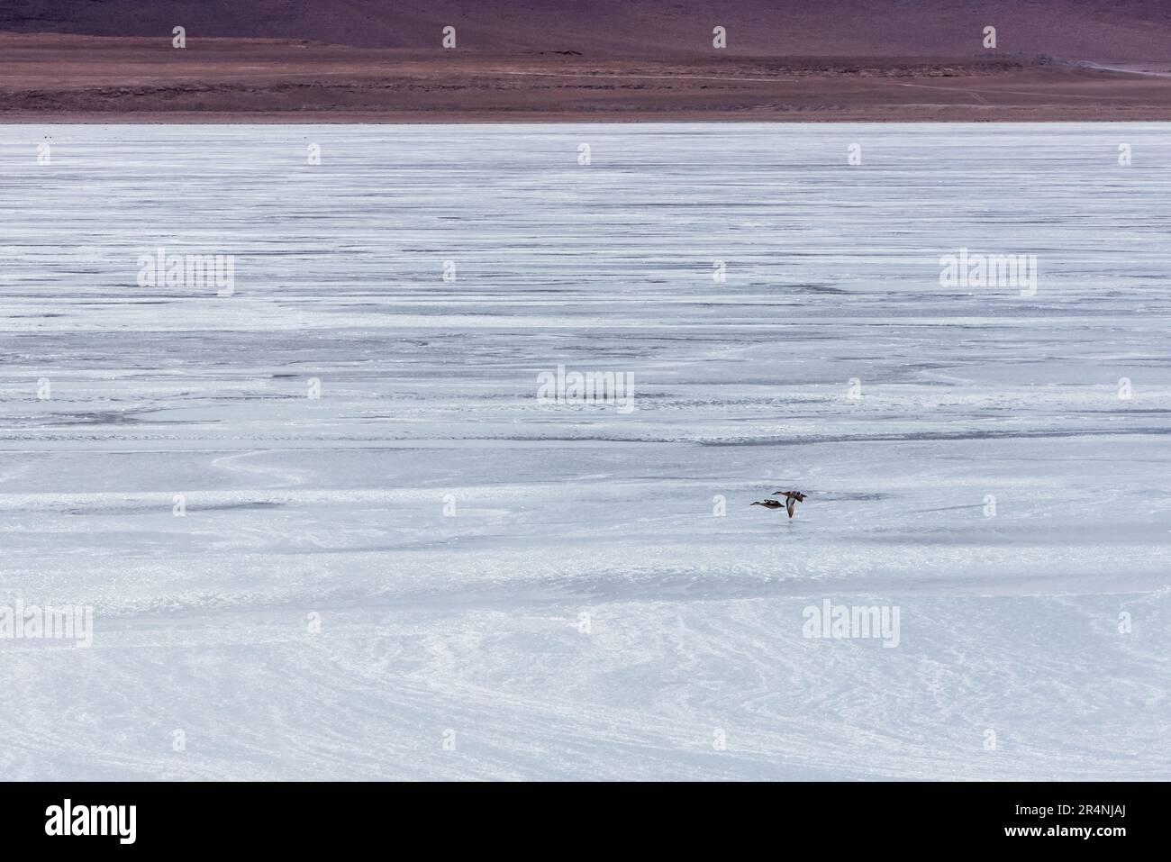 Fauna flying birds hi-res stock photography and images - Alamy