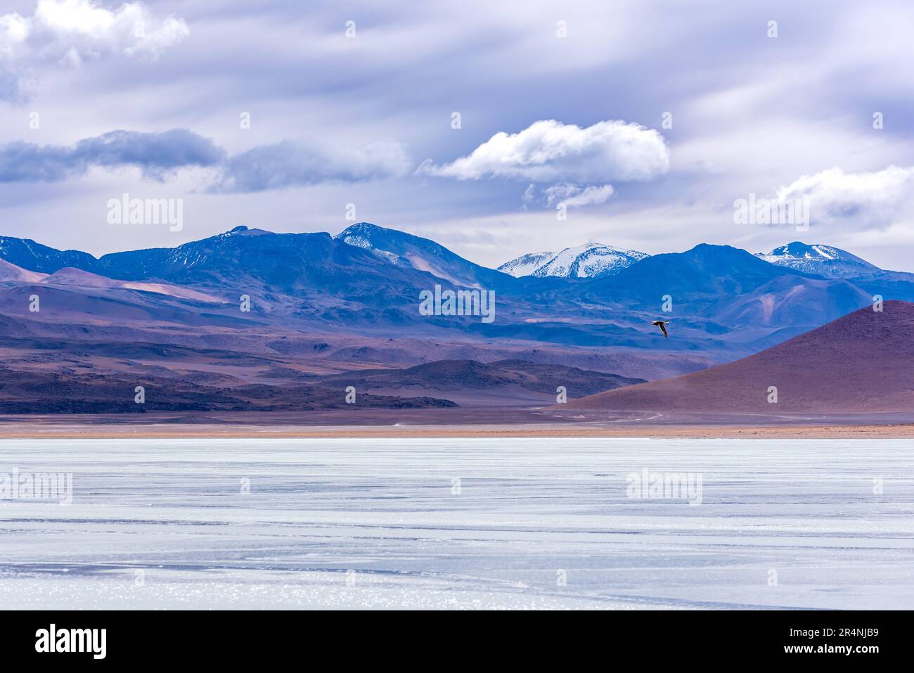 Bird flying over frozen lake in the bolivian plateau Stock Photo - Alamy
