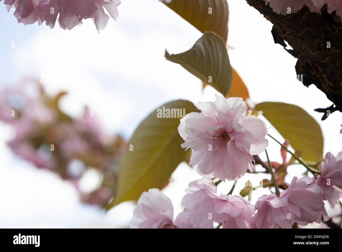 The beautiful spring pink sakura flowers against background. The ...