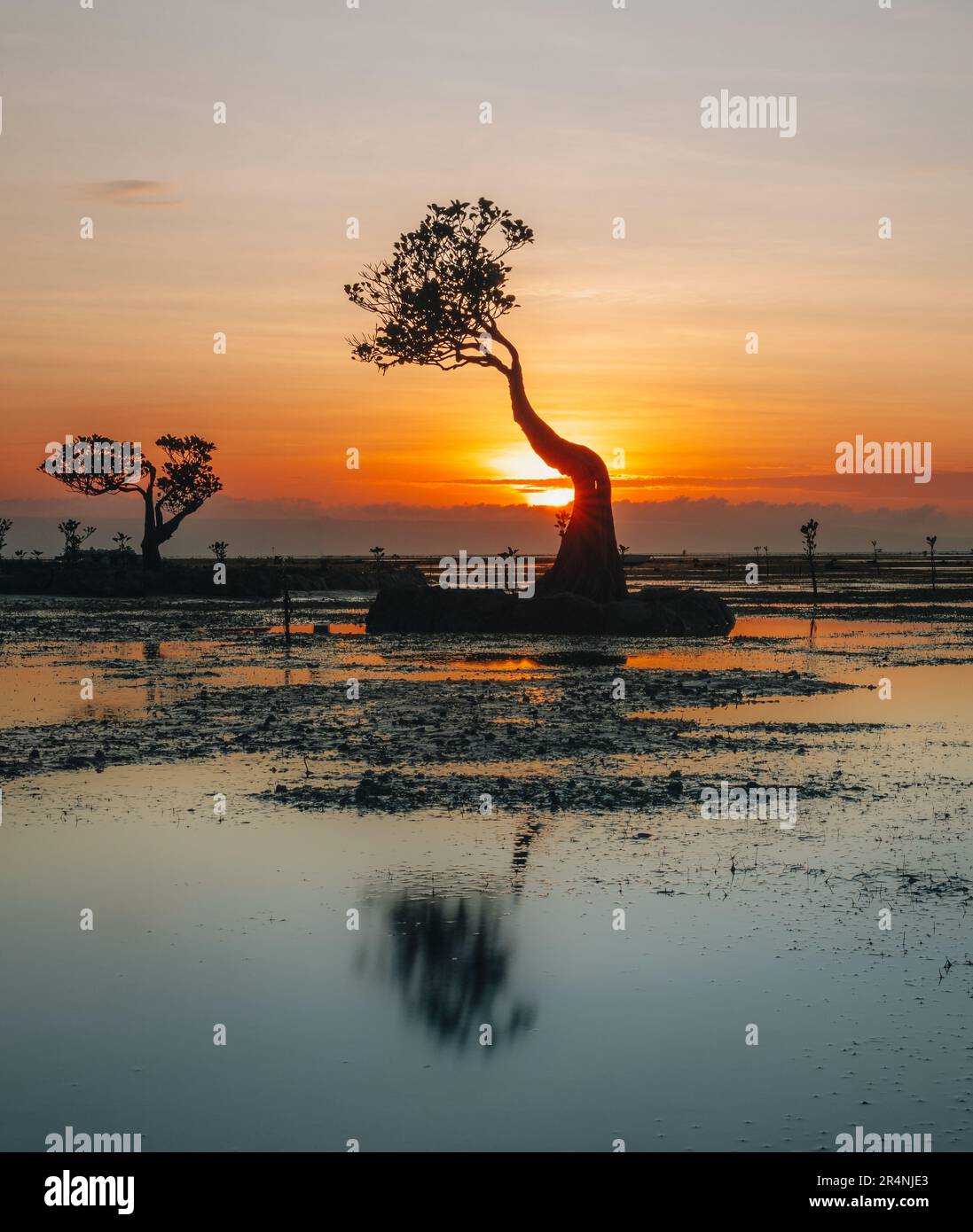 The Mangroves of Walakiri Beach, Sumba Island, Indonesia during sunset ...