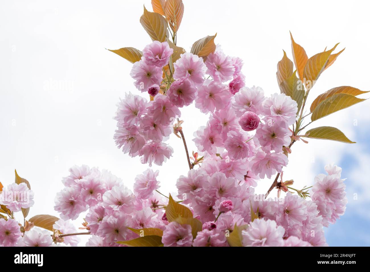 The beautiful spring pink sakura flowers against background. The ...