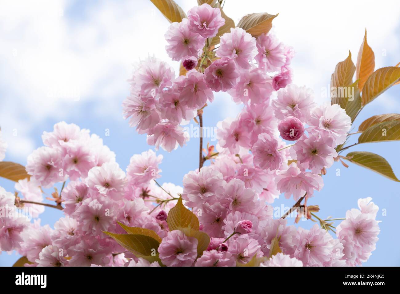 The beautiful spring pink sakura flowers against background. The ...