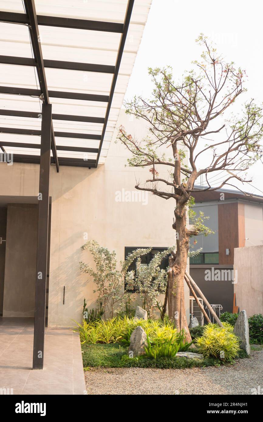 Olive tree in stone pebble garden, stock photo Stock Photo - Alamy