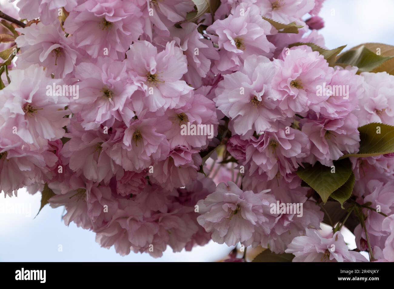 The beautiful spring pink sakura flowers against background. The ...