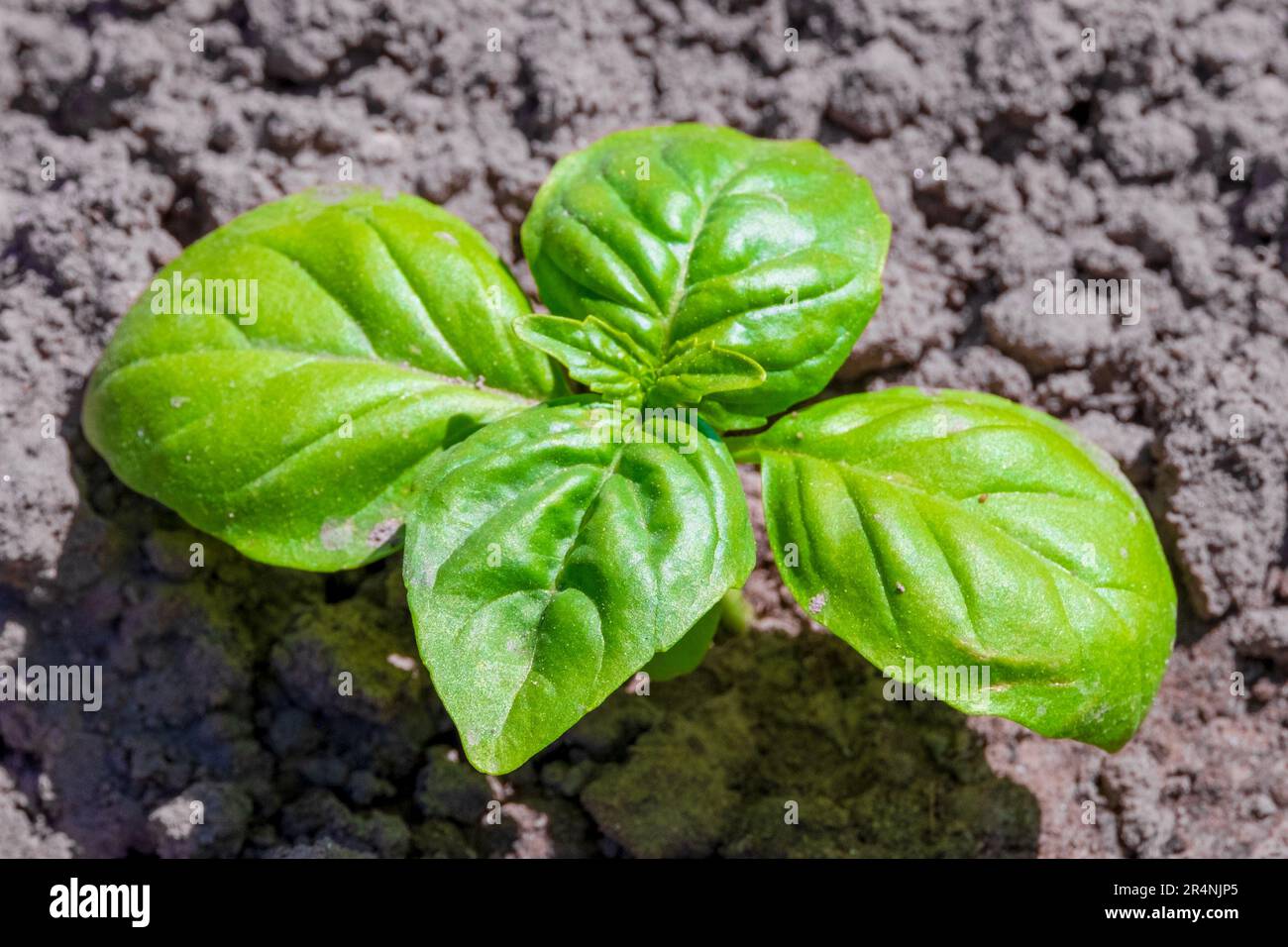 The basil plant (Ocimum basilicum). Basil seedling in the spring in the ...