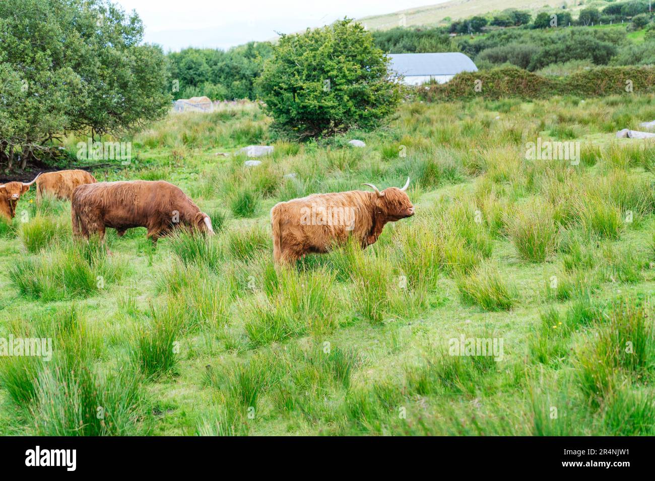 Scotlands wildlife beauty hi-res stock photography and images - Alamy