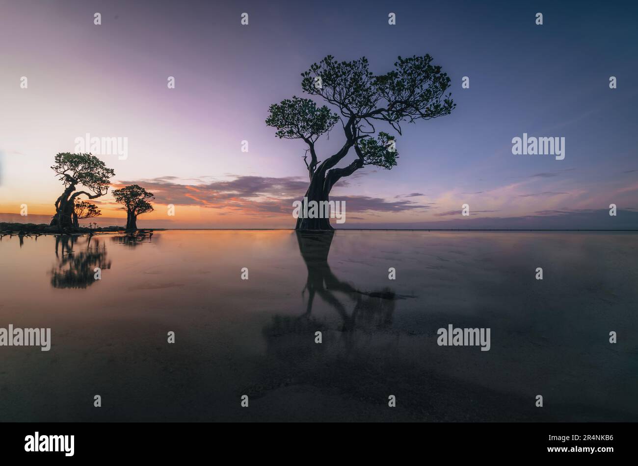 The Mangroves of Walakiri Beach, Sumba Island, Indonesia during sunset ...