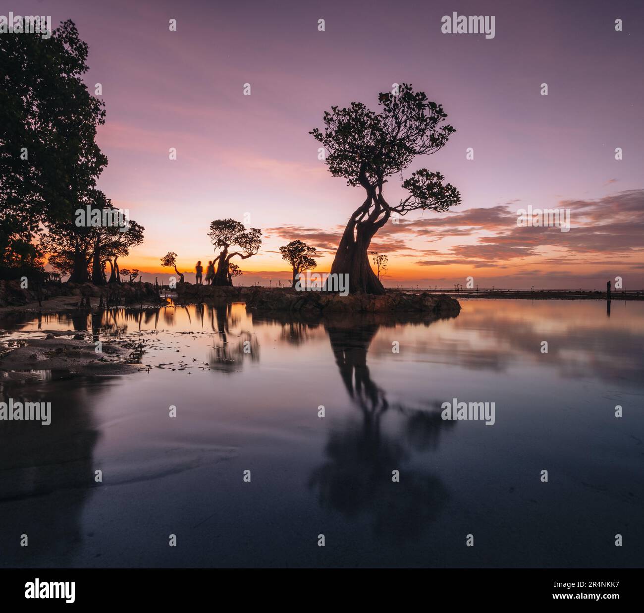 The Mangroves of Walakiri Beach, Sumba Island, Indonesia during sunset ...