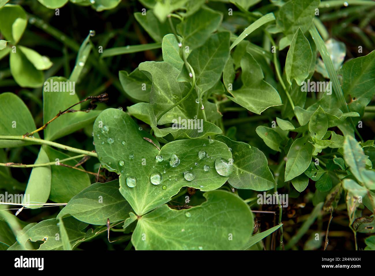 A group of leaves of Pamplina de agua with raindrops. macro and detail photography, greenery ...