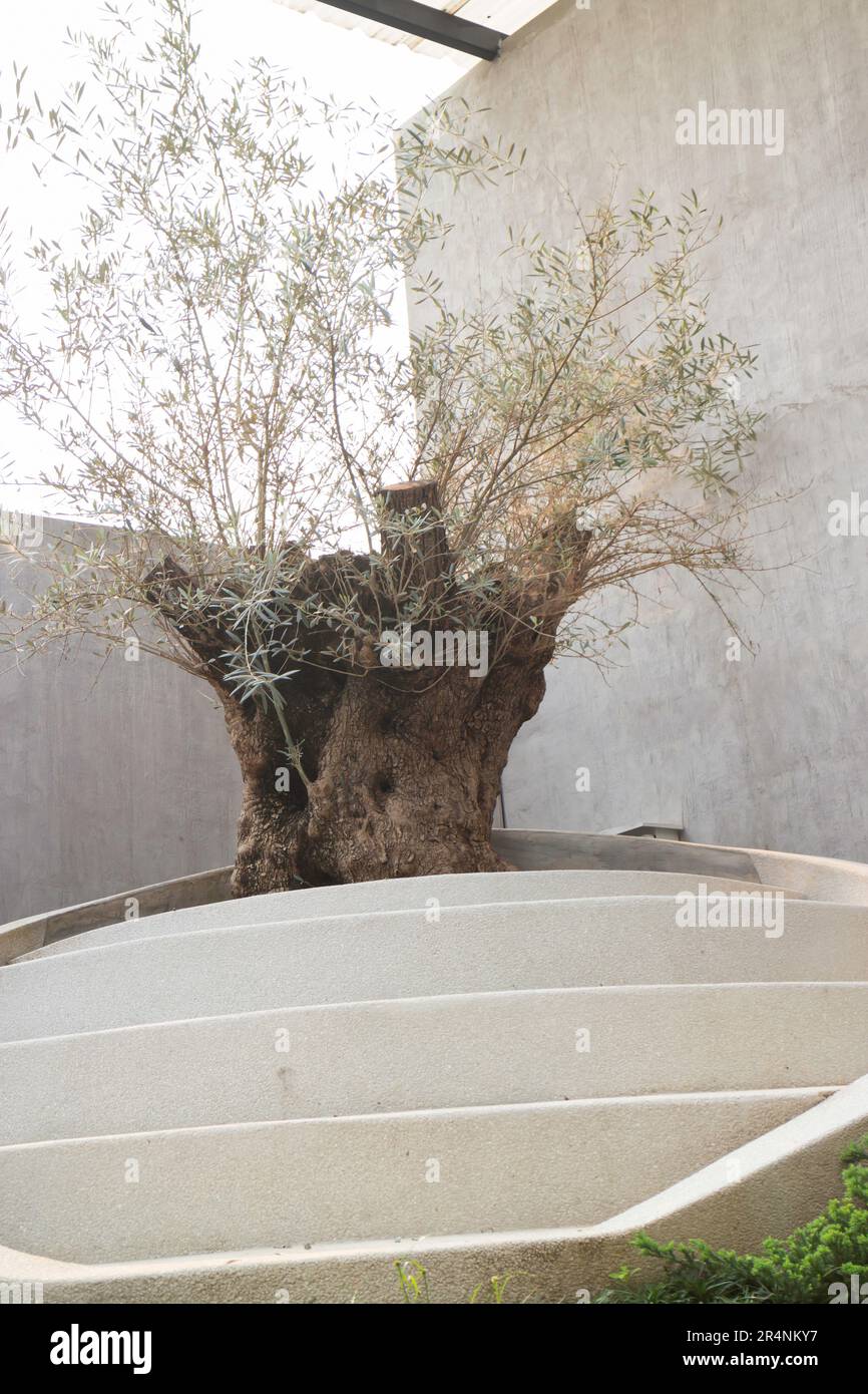 Olive tree in stone pebble garden, stock photo Stock Photo - Alamy