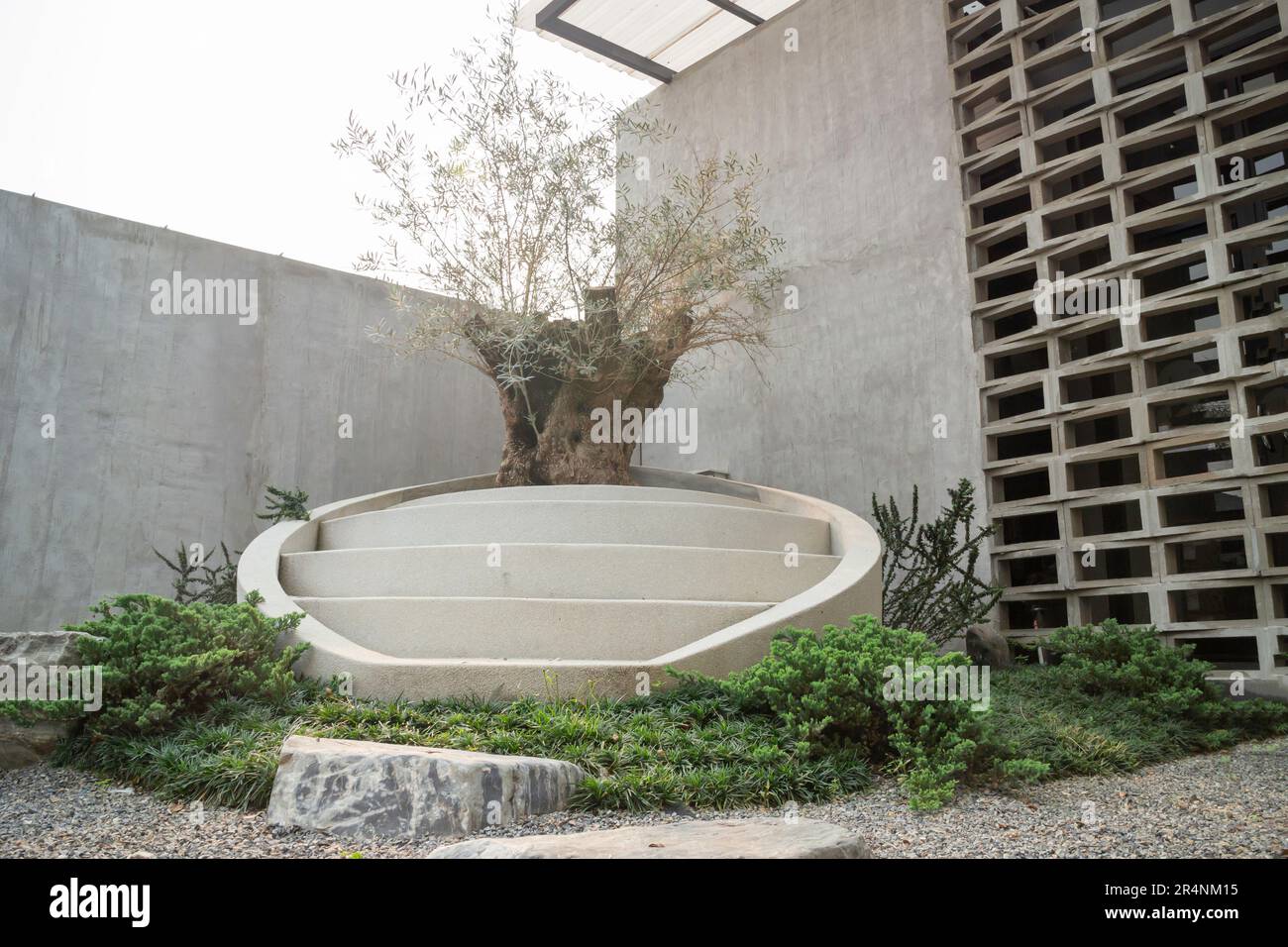 Olive tree in stone pebble garden, stock photo Stock Photo - Alamy