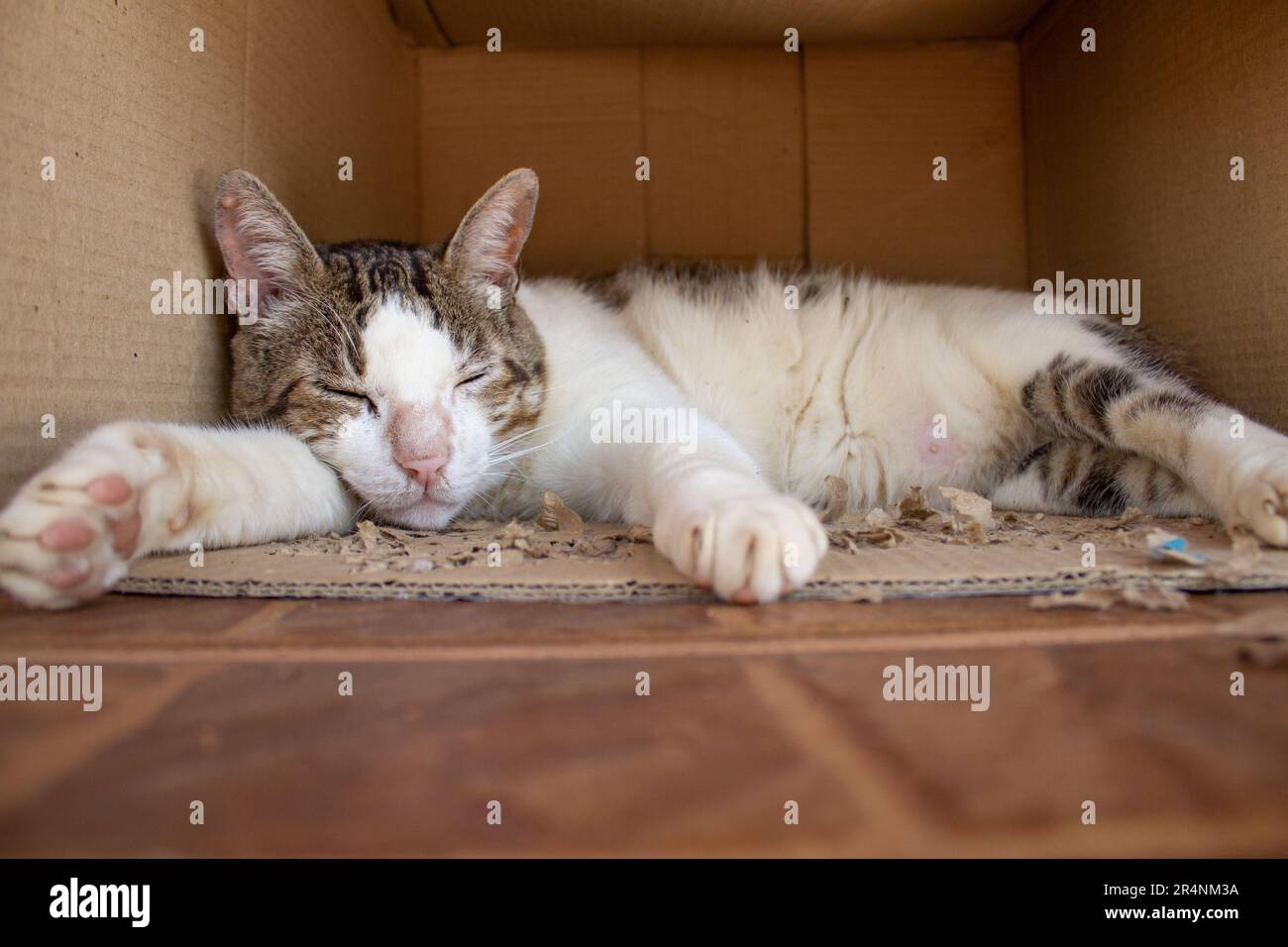 Goiania, Goias, Brazil – May 14, 2023: A tabby cat, lying down ...