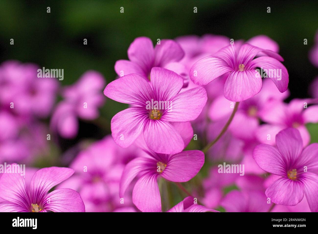 Close up photograph of oxalis articulata Stock Photo - Alamy