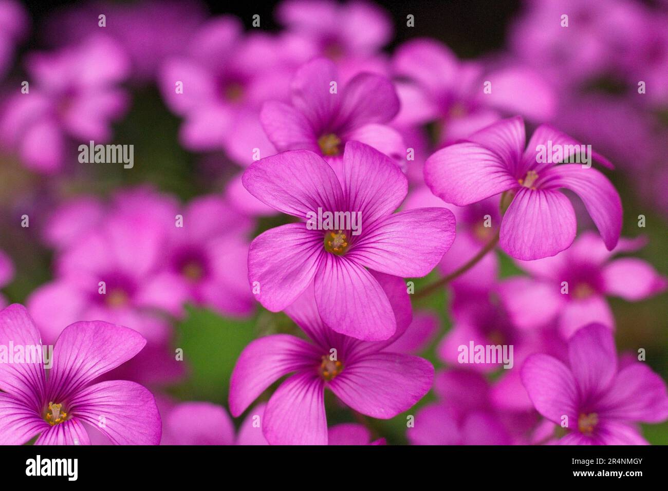 Close up photograph of oxalis articulata Stock Photo - Alamy