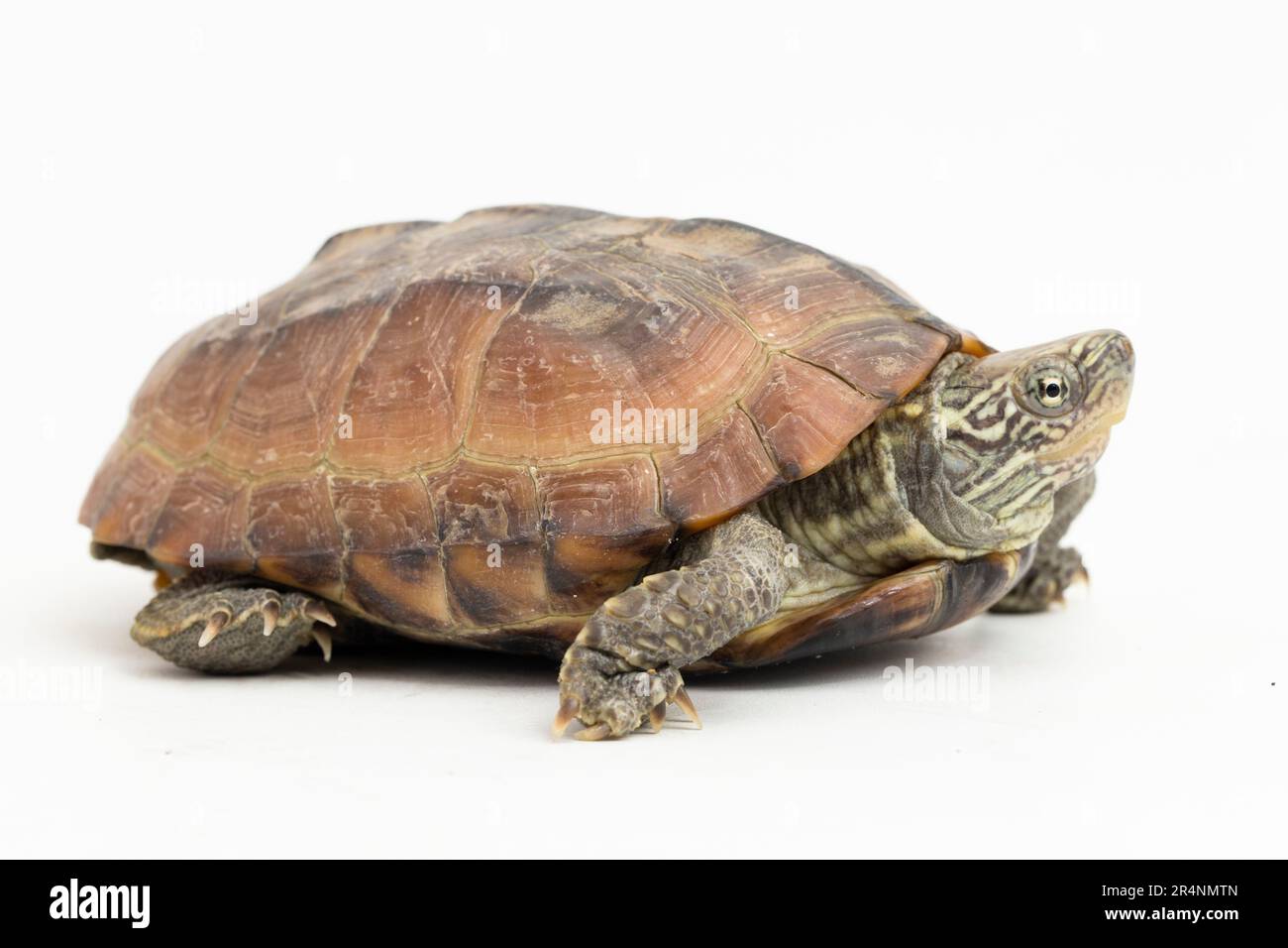 The razor-backed musk turtle (Sternotherus carinatus) isolated on white ...