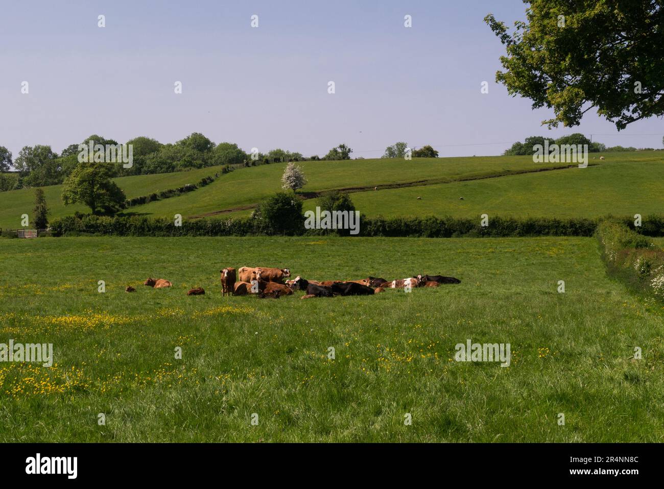 Cows on a public footpath hi-res stock photography and images - Alamy