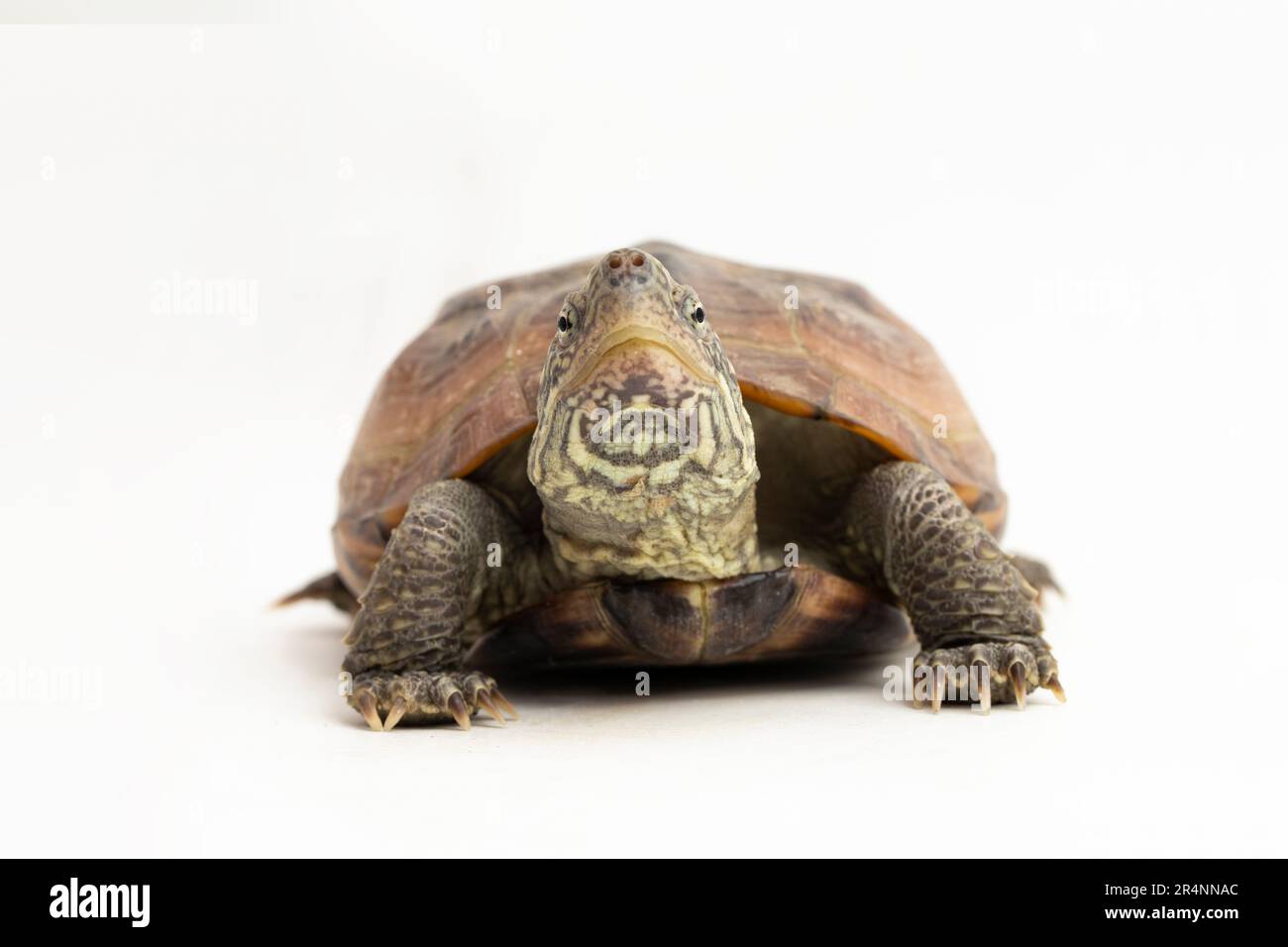 The razor-backed musk turtle (Sternotherus carinatus) isolated on white ...