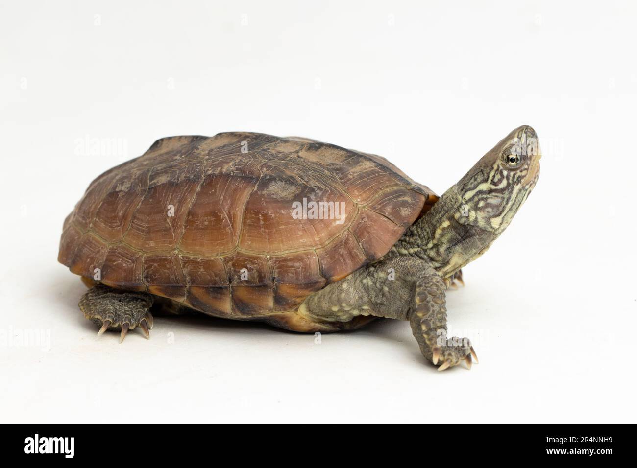 The razor-backed musk turtle (Sternotherus carinatus) isolated on white ...