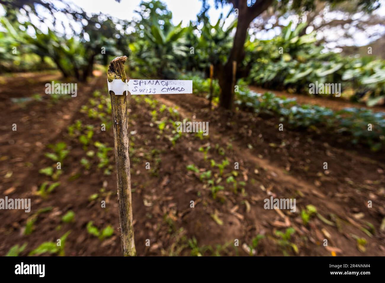 Kumbali Country Lodge in Lilongwe, Malawi. In the vegetable garden ...