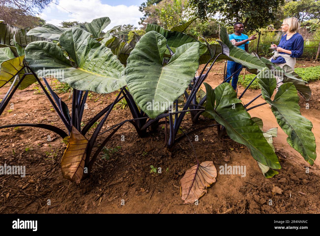 Food journalist Angela Berg with gardener Chisomo Shaya in the ...