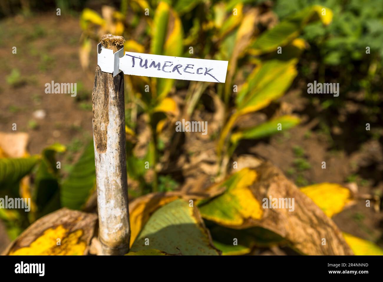 Kumbali Country Lodge in Lilongwe, Malawi. In the vegetable garden ...