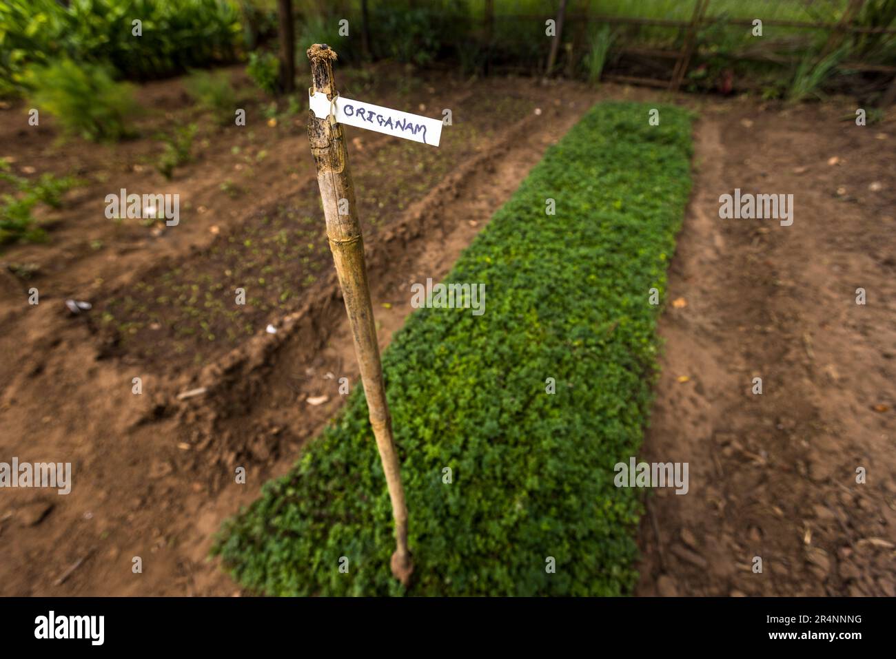 Kumbali Country Lodge in Lilongwe, Malawi. In the vegetable garden ...