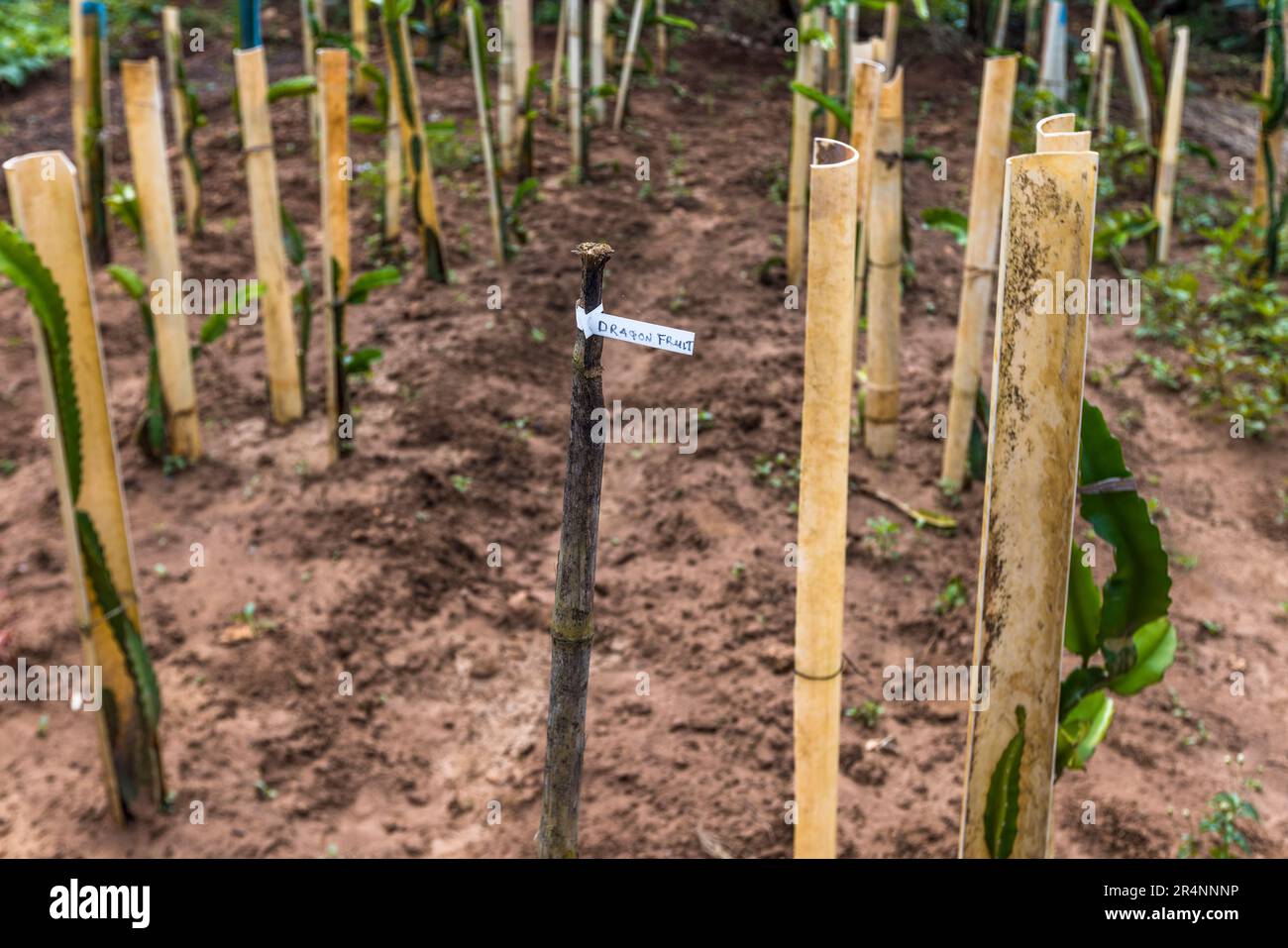 Kumbali Country Lodge in Lilongwe, Malawi. In the vegetable garden ...