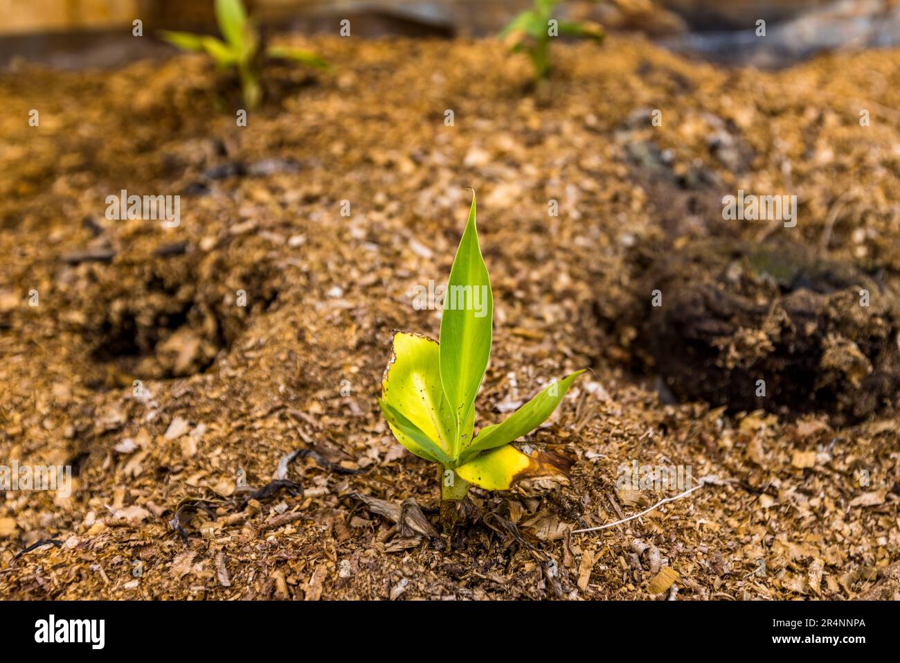 Natures waste disposal plants hi-res stock photography and images - Alamy