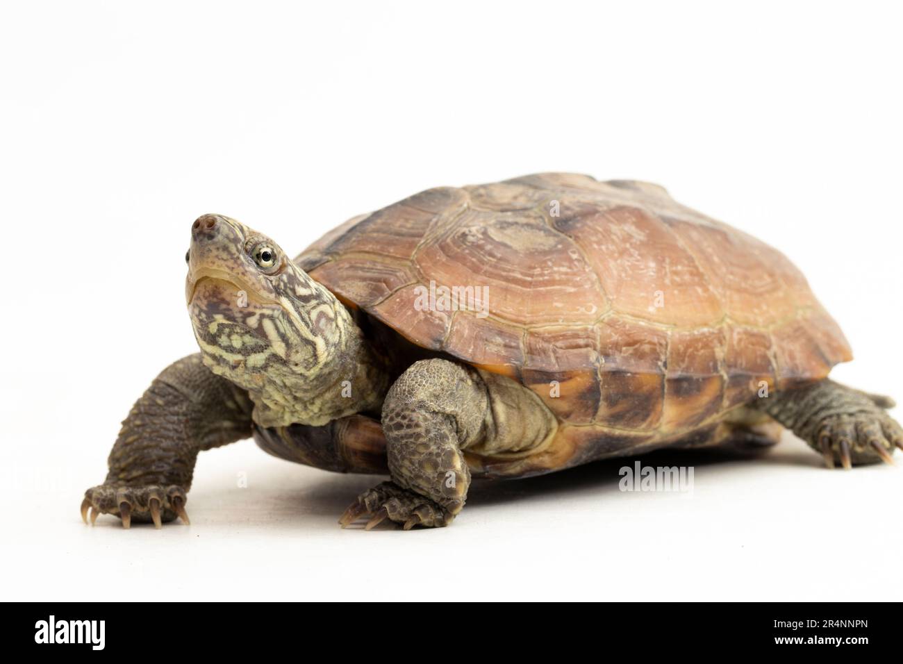 The razor-backed musk turtle (Sternotherus carinatus) isolated on white ...