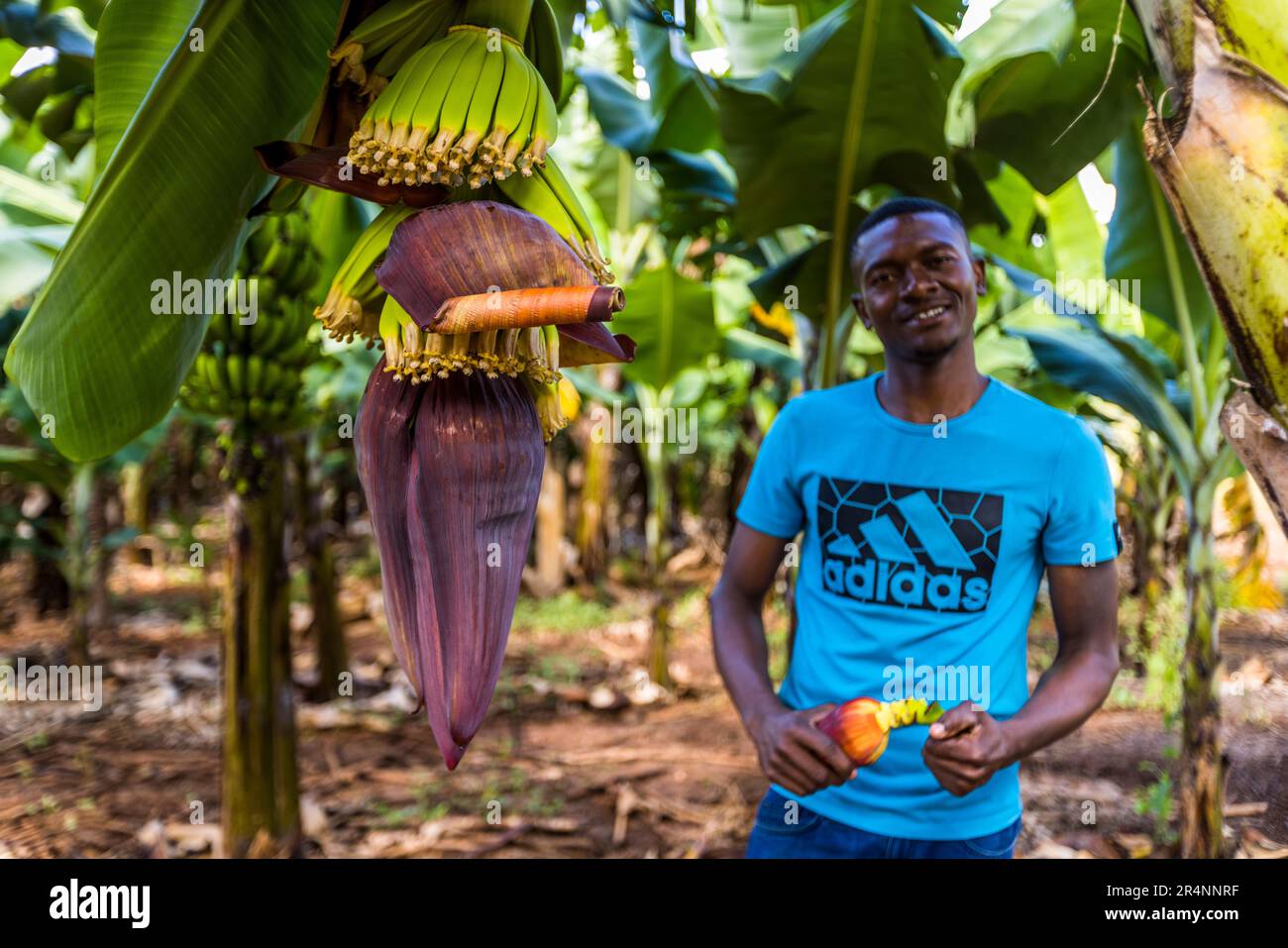 Gardener Chisomo Shaya next to a banana tree that is just forming fruit ...