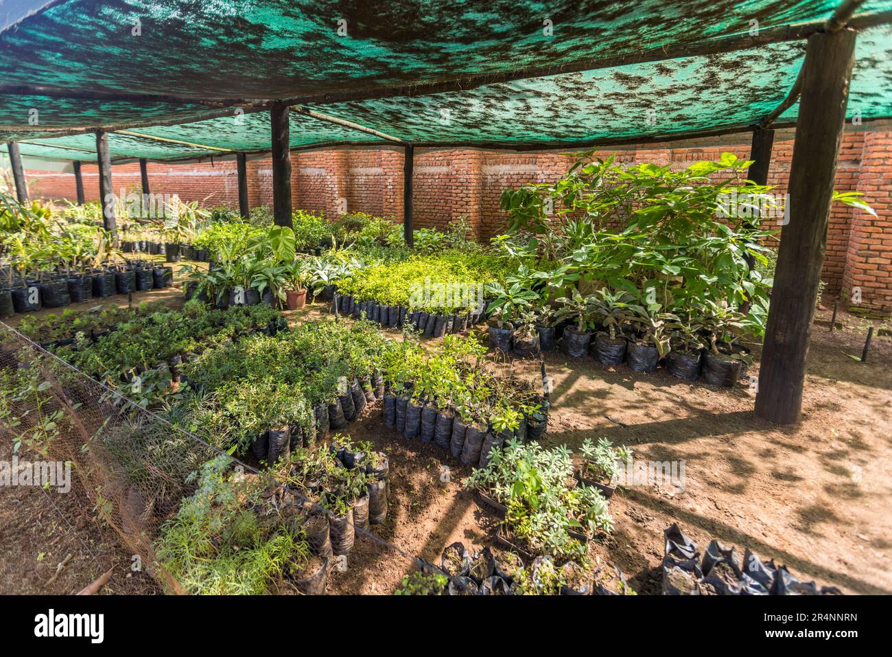 Banana cultivation of saplings for new planting. The banana reproduces ...