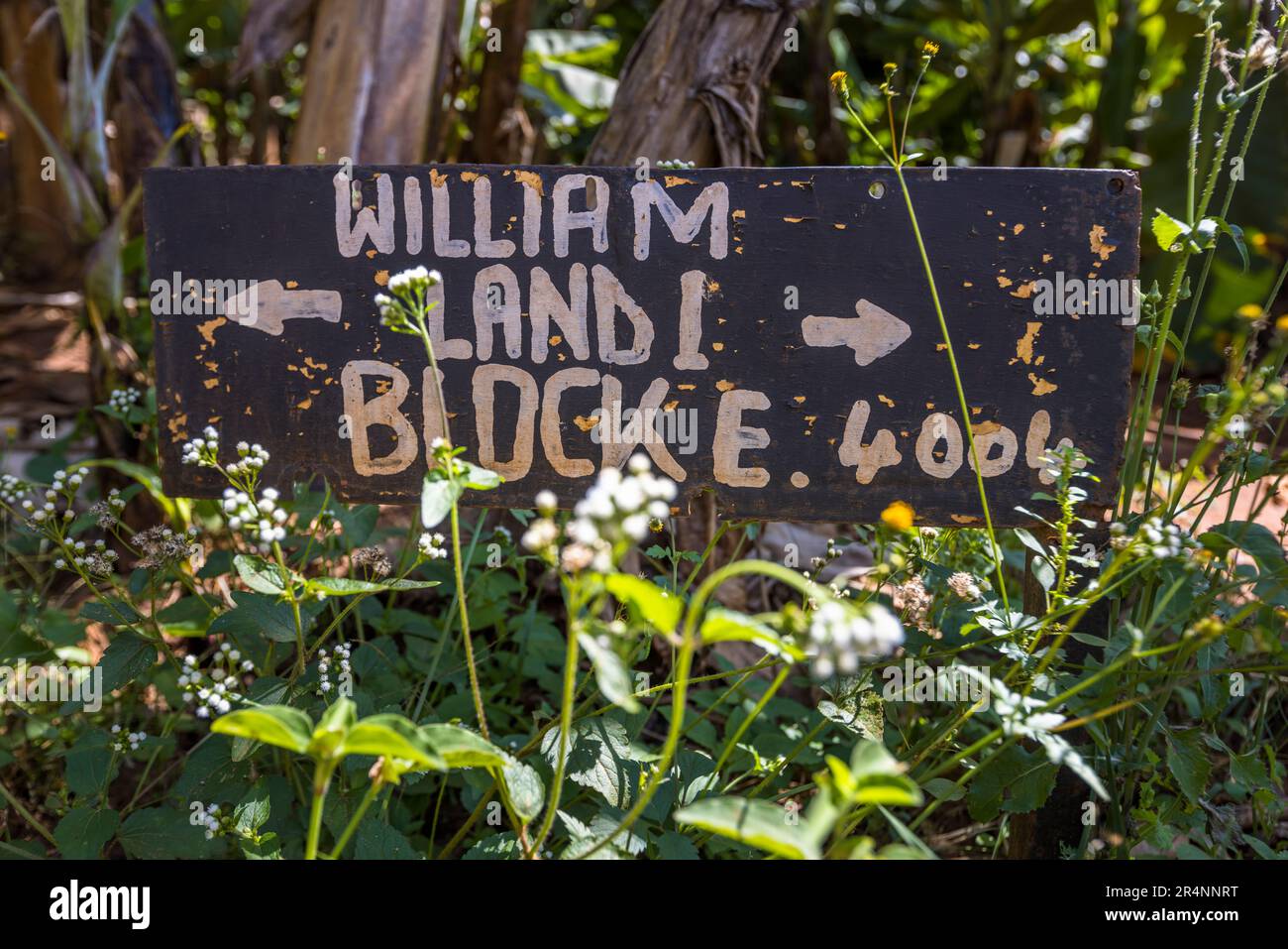 Sweet William banana variety is grown at Nature's Gift banana farm ...
