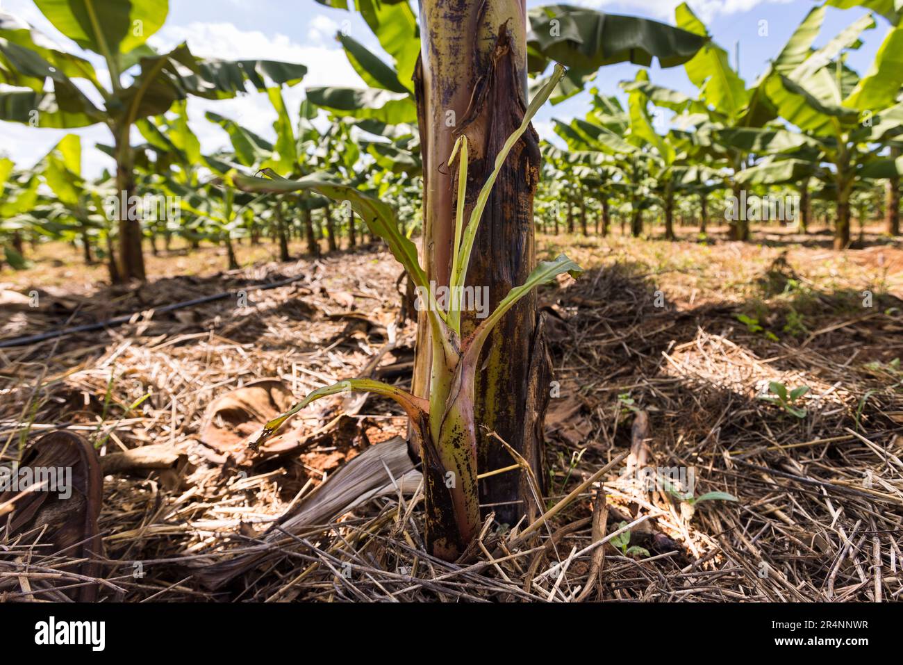 The banana reproduces only by division and not sexually. Before the ...