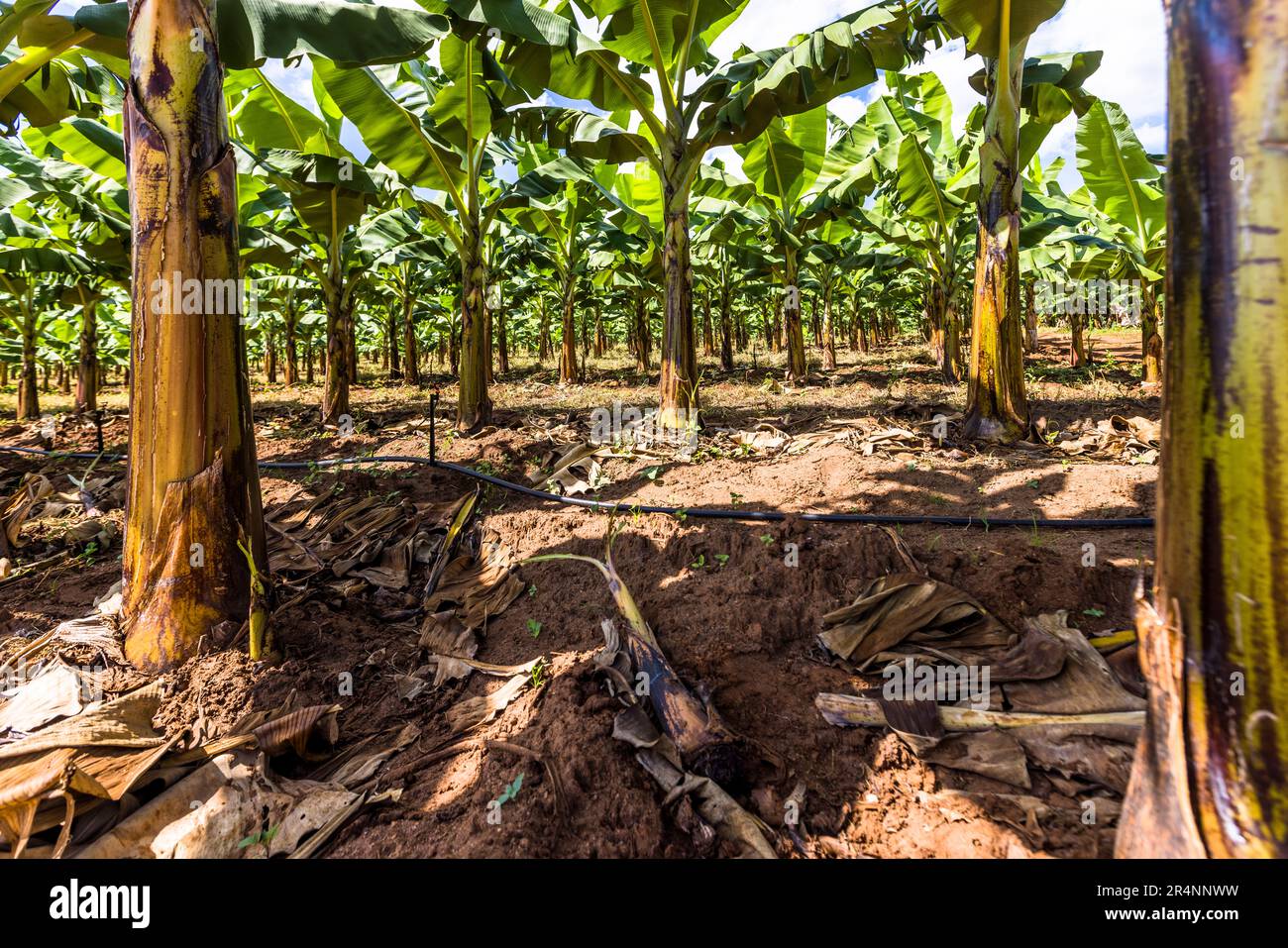 Banana plants do not have a trunk made of wood. Large, very stiff ...