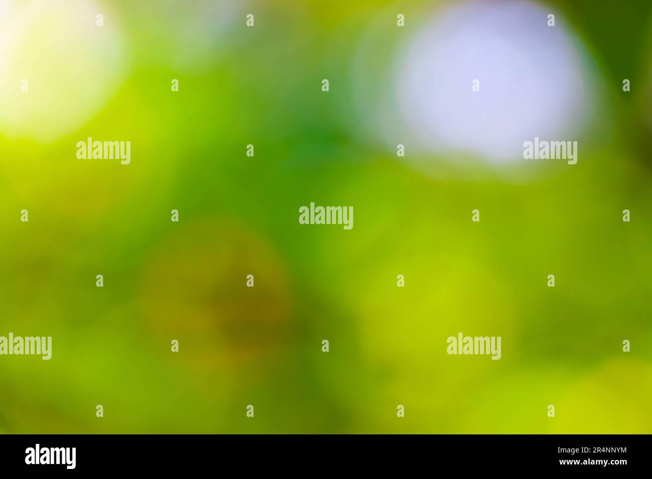 Beautiful blurred background image of spring nature,blur natural and ...