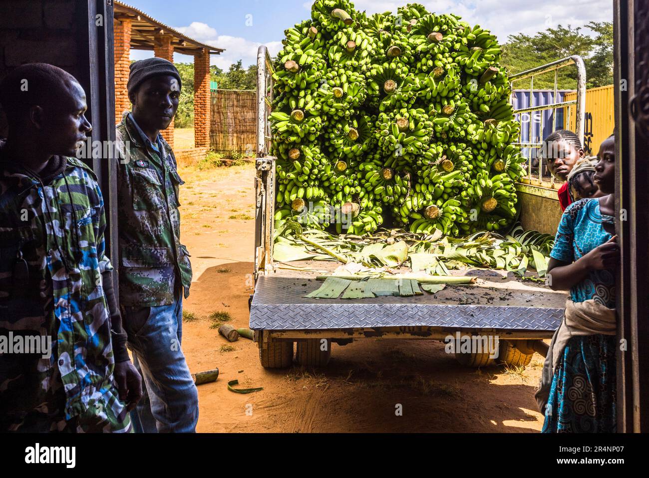 Transporter loaded with green banana fruit. Local traders and ...