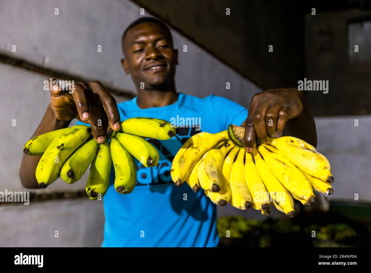Gardener gardener Chisomo Shaya shows banana hands of different ...