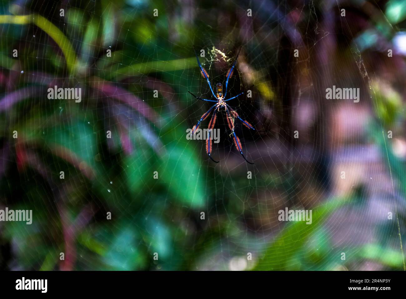 Spider at Kumbali Country Lodge in Lilongwe, Malawi Stock Photo - Alamy