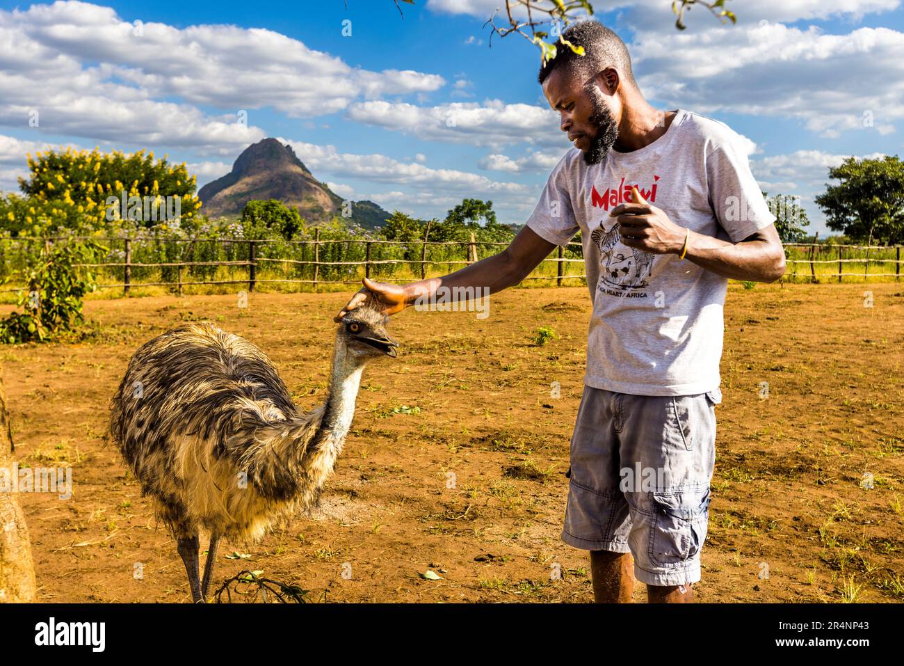 R & L Game Ranch, Mwenda, Malawi. Emu (Dromaius novaehollandiae) in ...