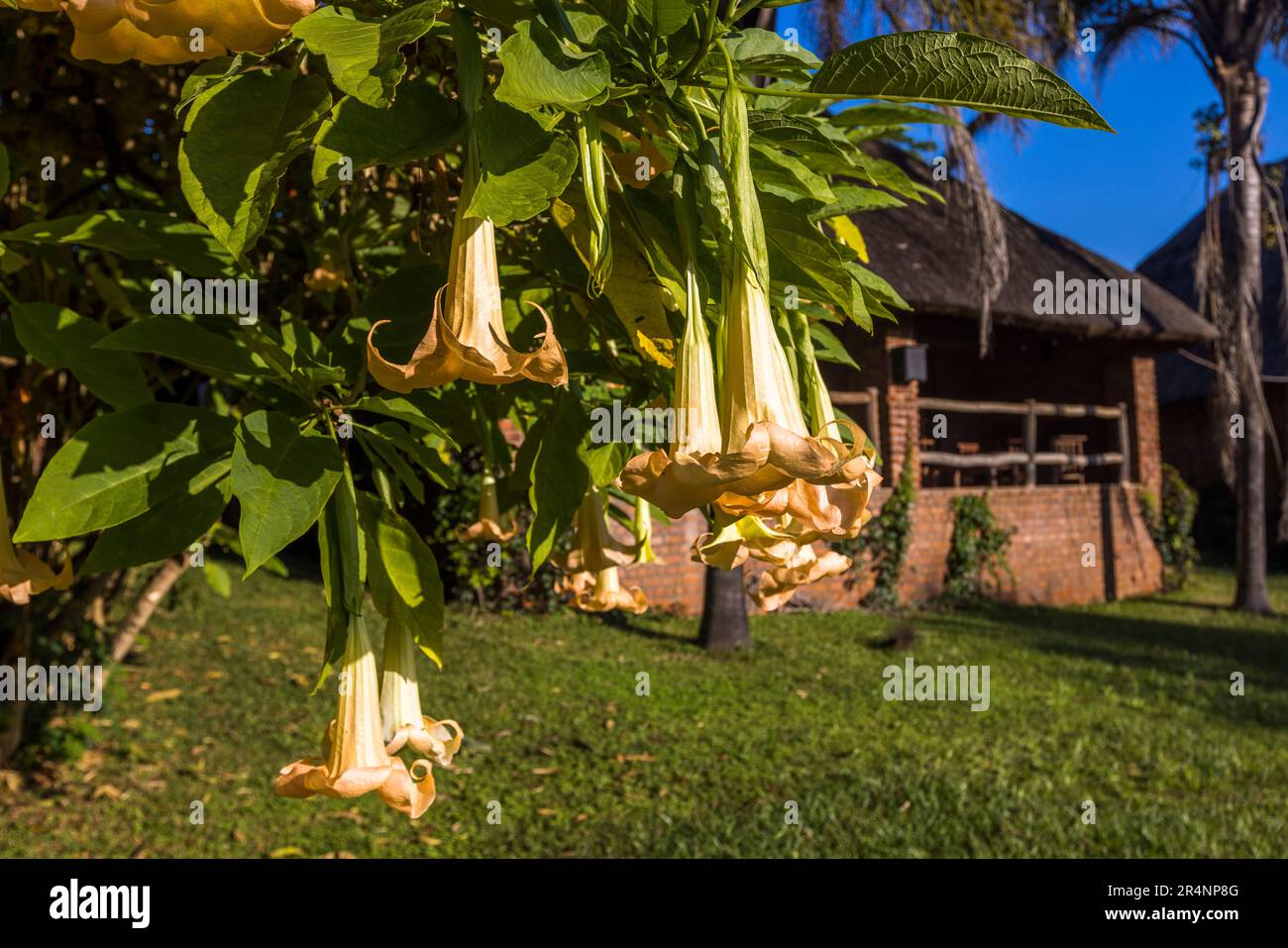 Trumpet tree and thatched suite of Kumbali Country Lodge in Lilongwe ...