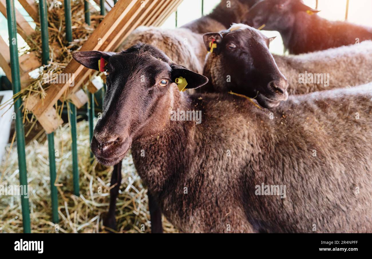 Breeding sheep hi-res stock photography and images - Alamy