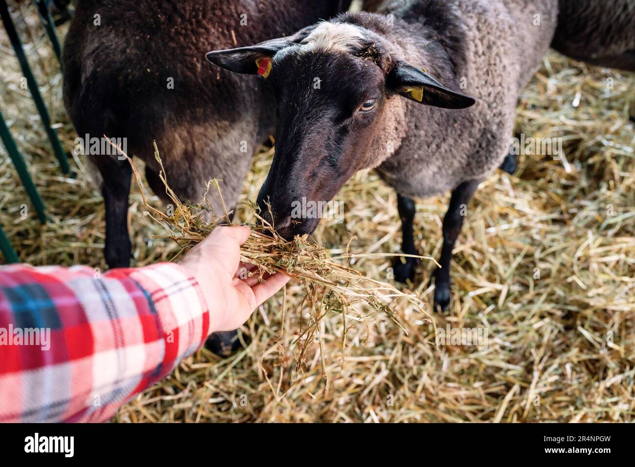 Sheep Romanov breed eating hay from farmer's hand Stock Photo - Alamy