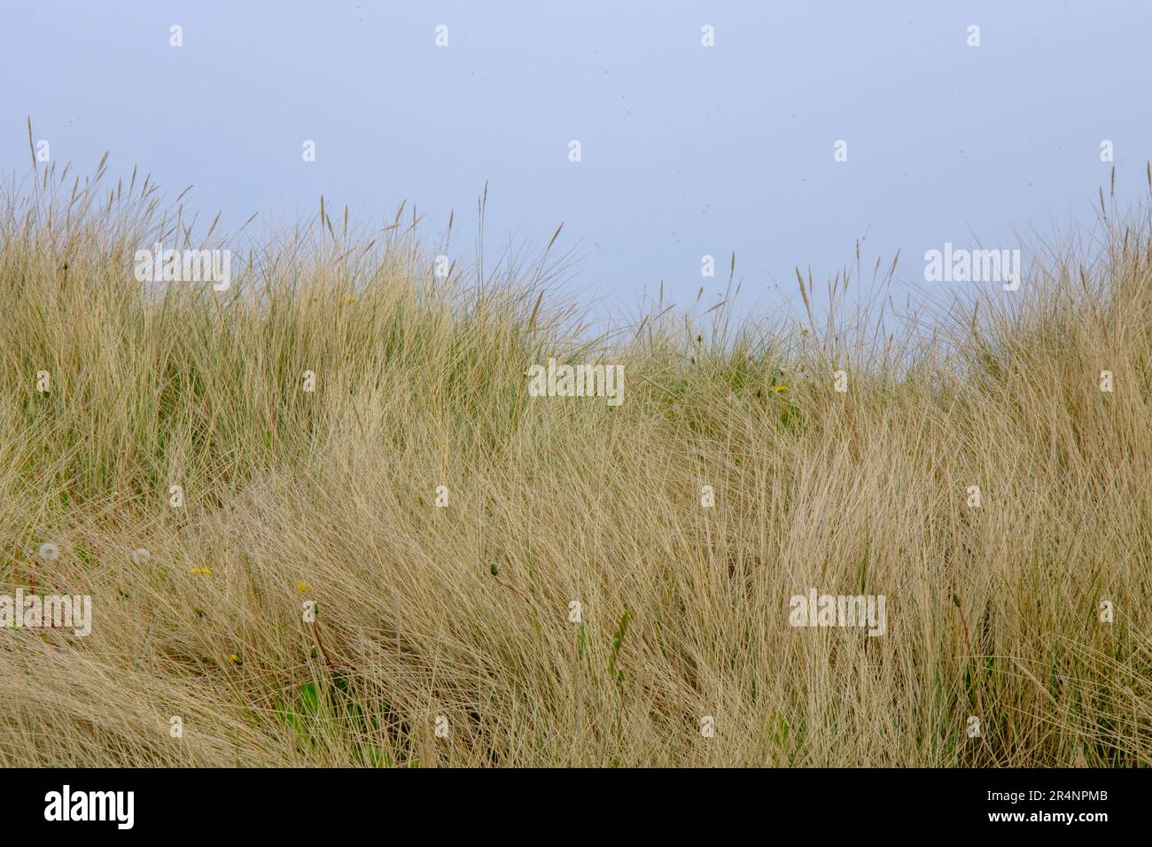 Olberg; Olbergstranden; Raege; Norway; May 20 2023, Long Grass Covered ...