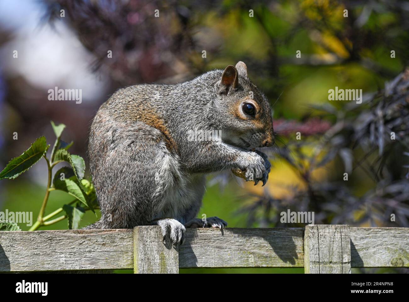 A grey squirrel Sciurus carolinensis looks through a garden fence ...