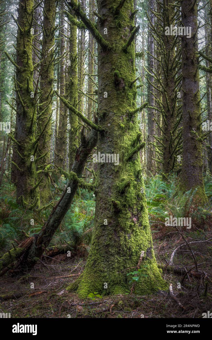 Green moss covering the old trees in the forest of Oregon Stock Photo ...
