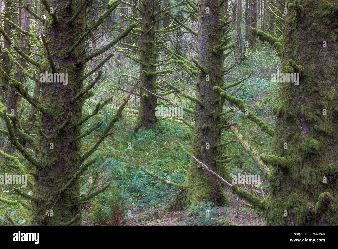 Green moss covering the old trees in the forest of Oregon Stock Photo ...