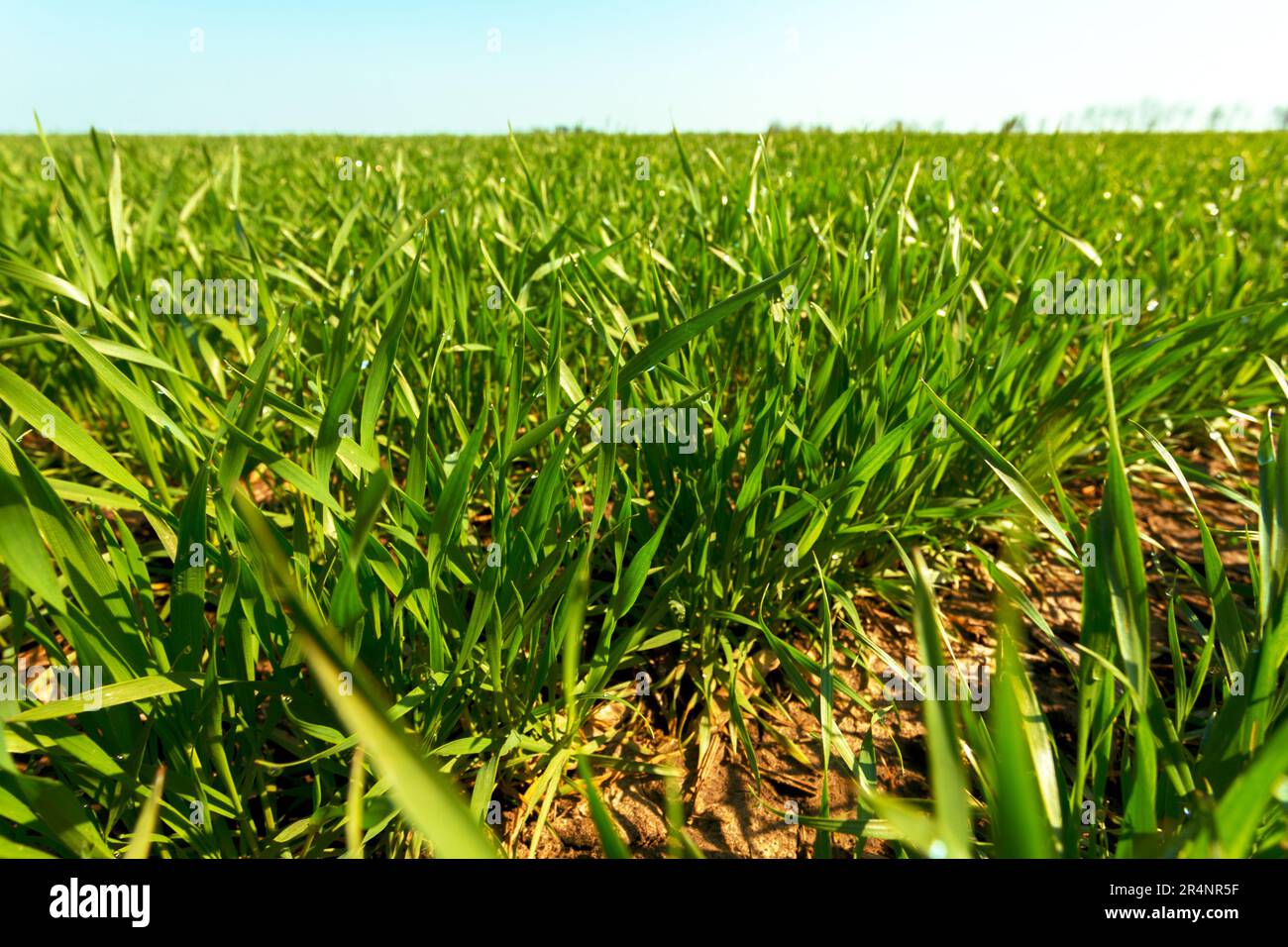 spring green field Stock Photo - Alamy