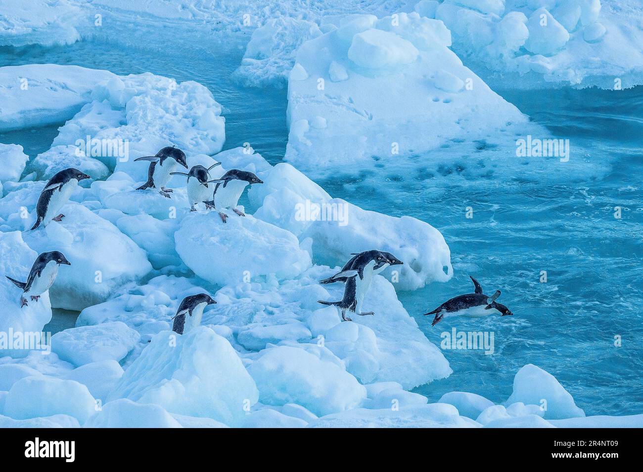 Penguin iceberg behavior hi-res stock photography and images - Alamy