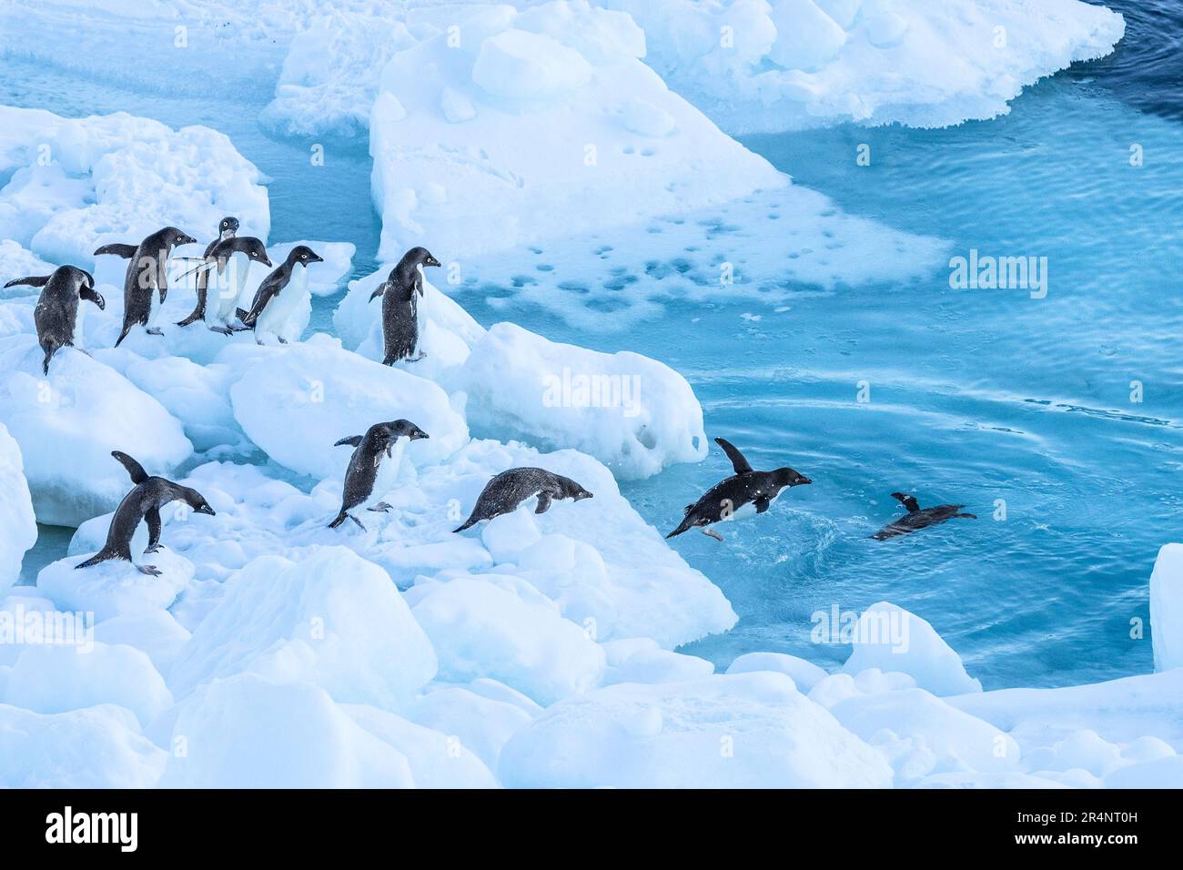 Penguin colony jumping off iceberg hi-res stock photography and images ...