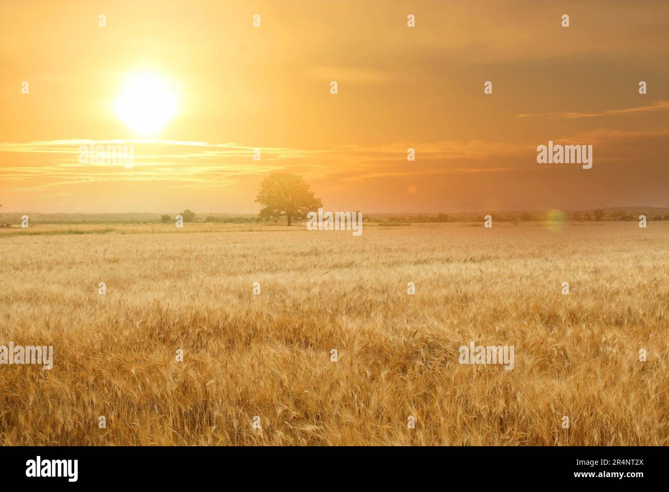 Wheat field, ears of golden wheat. Beautiful rural scenery under ...